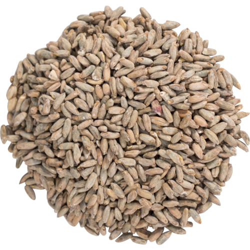 Malted Rye - Briess Malting