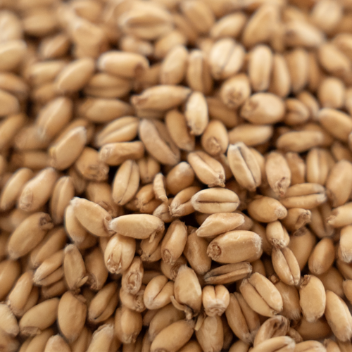 Extra Pale White Wheat Malt | Rahr Malting