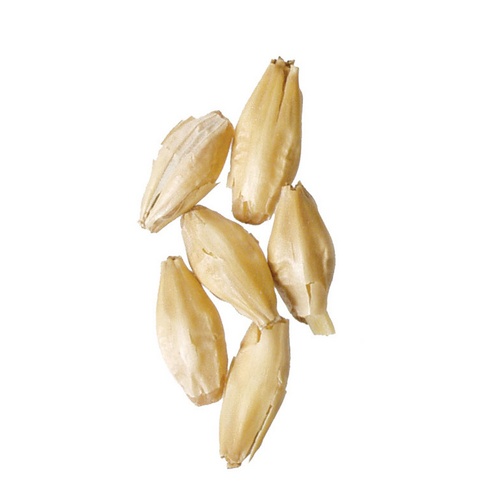 6-Row Malt - Rahr Malting